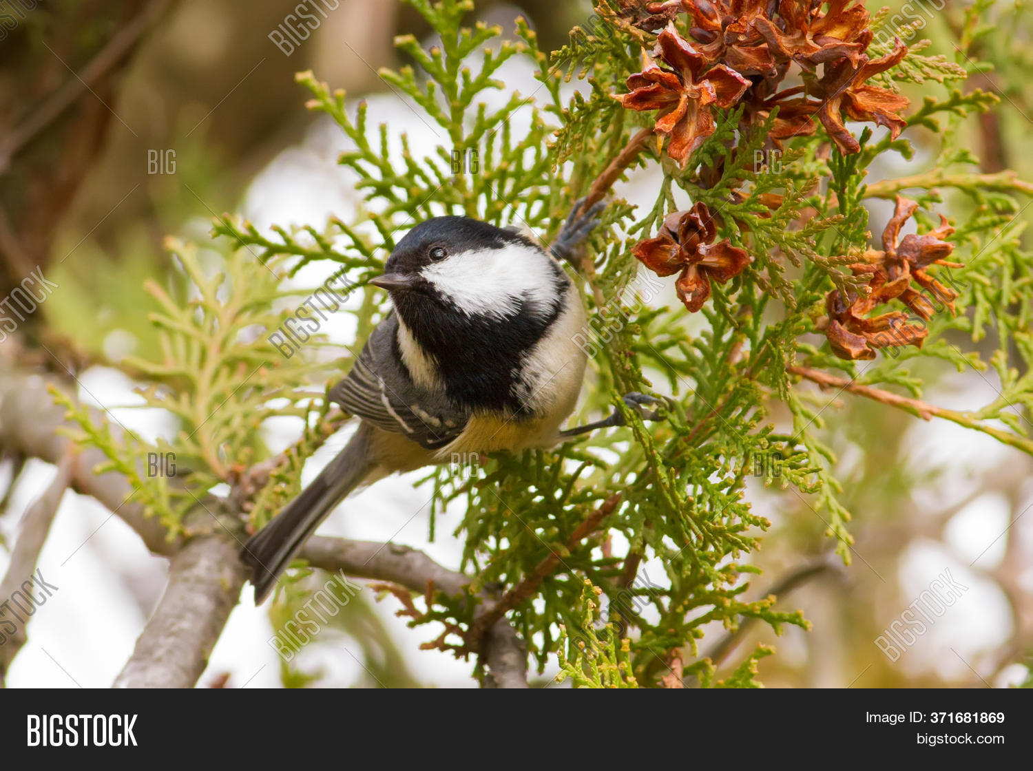 Coal Tit, Periparus Image & Photo (Free Trial) | Bigstock