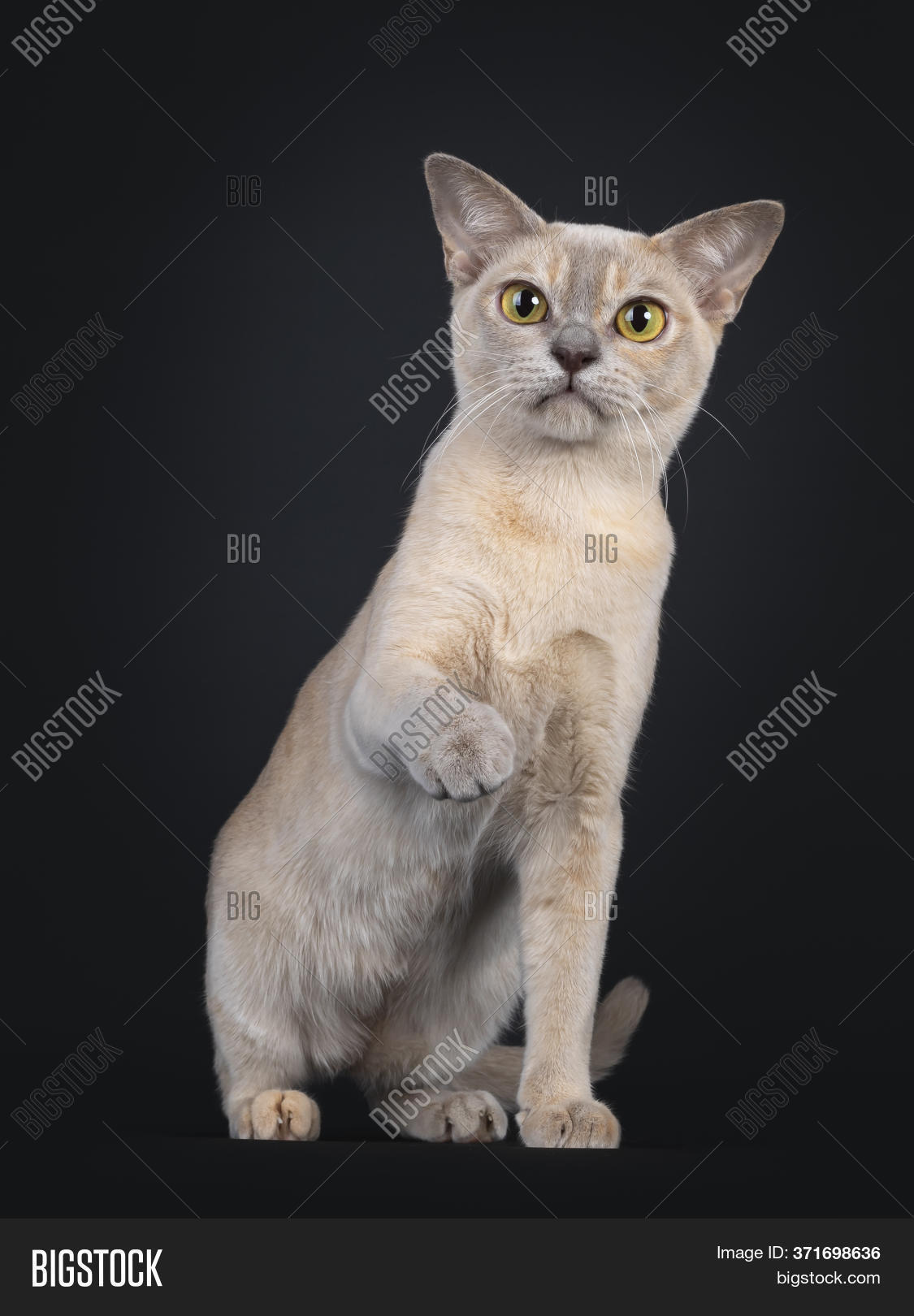 Cute Young Burmese Cat Image & Photo (Free Trial) | Bigstock