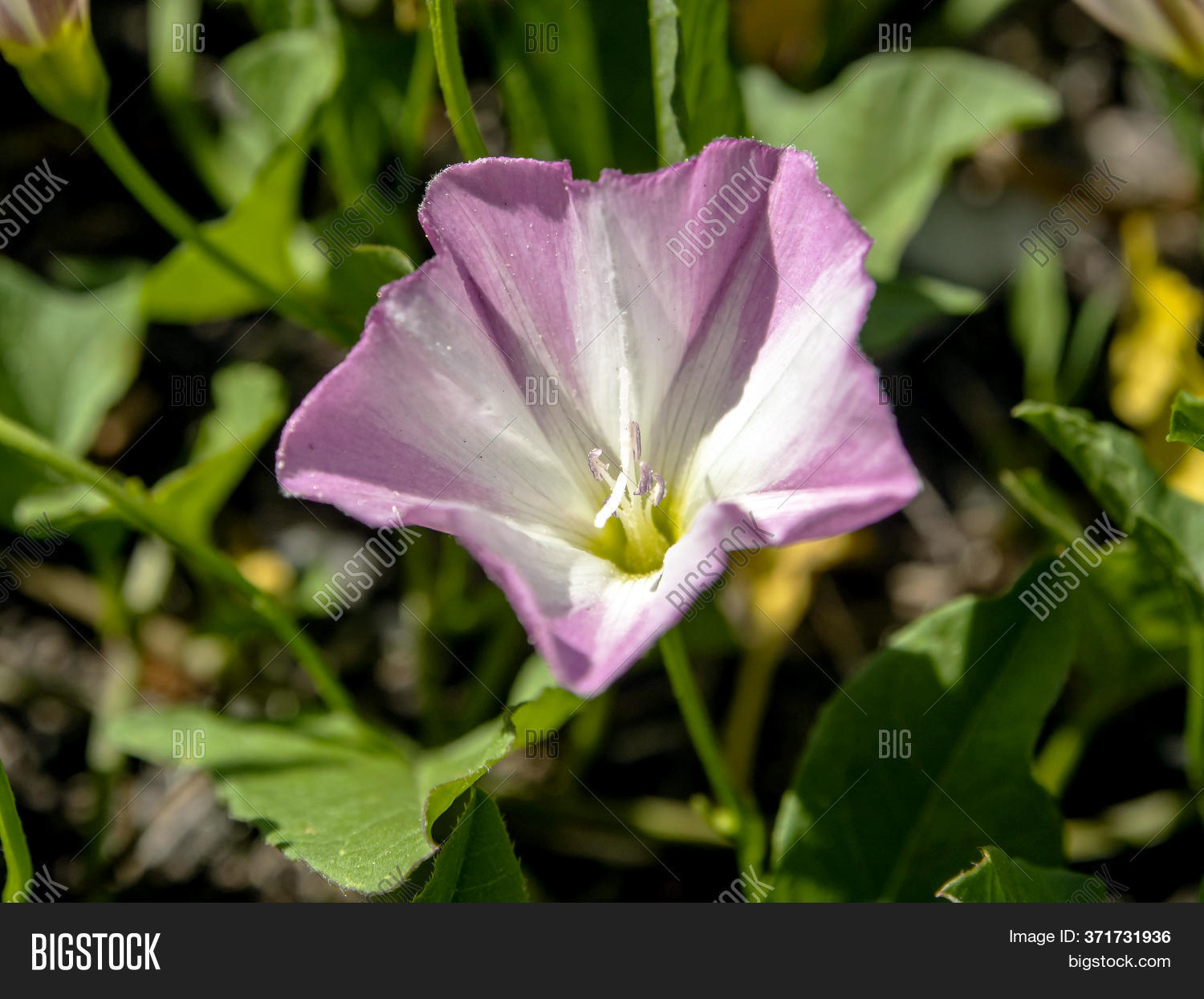Bindweed Flowers, Image & Photo (Free Trial) | Bigstock
