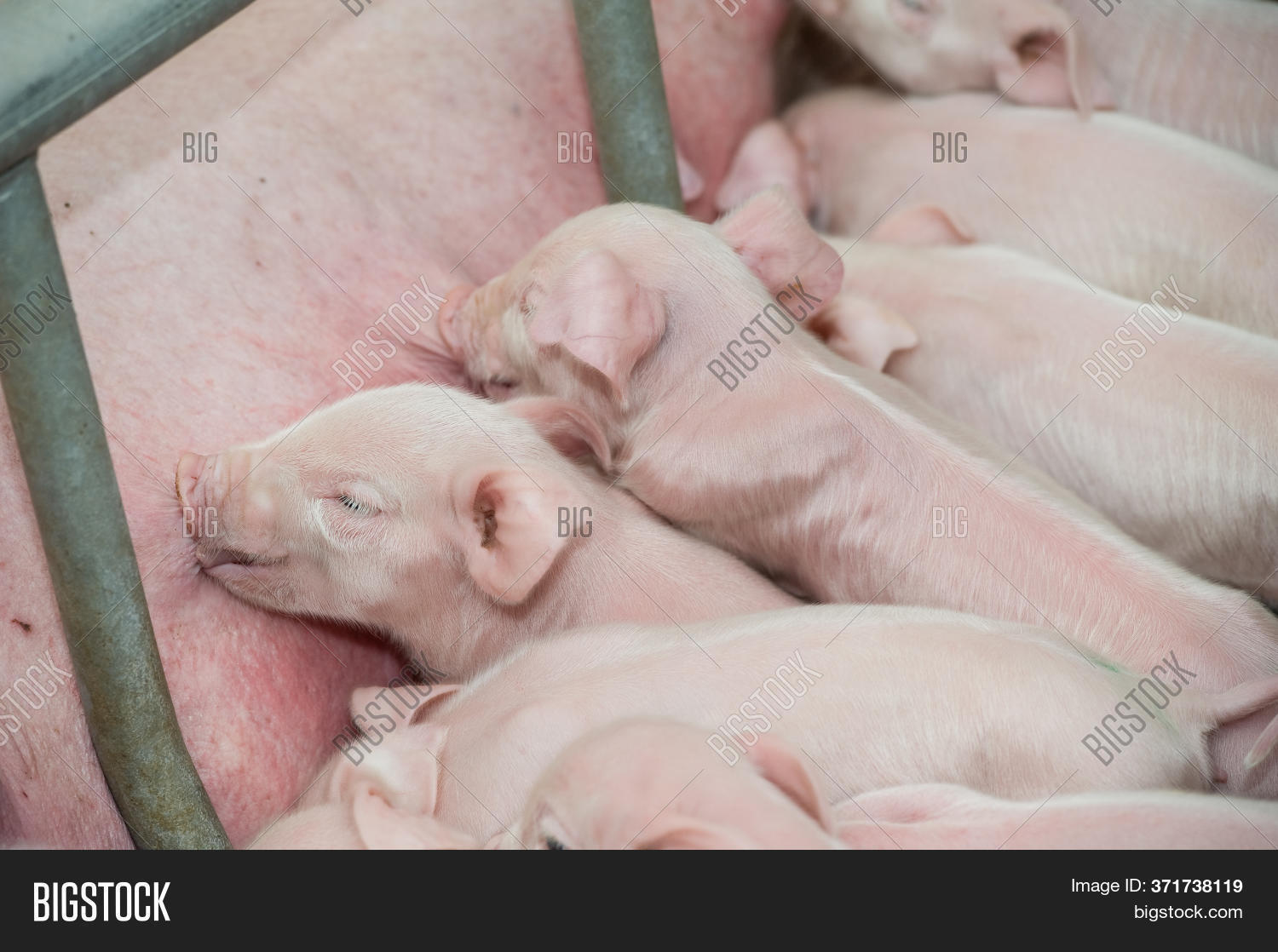 Pig Farming Raising Image & Photo (Free Trial) | Bigstock