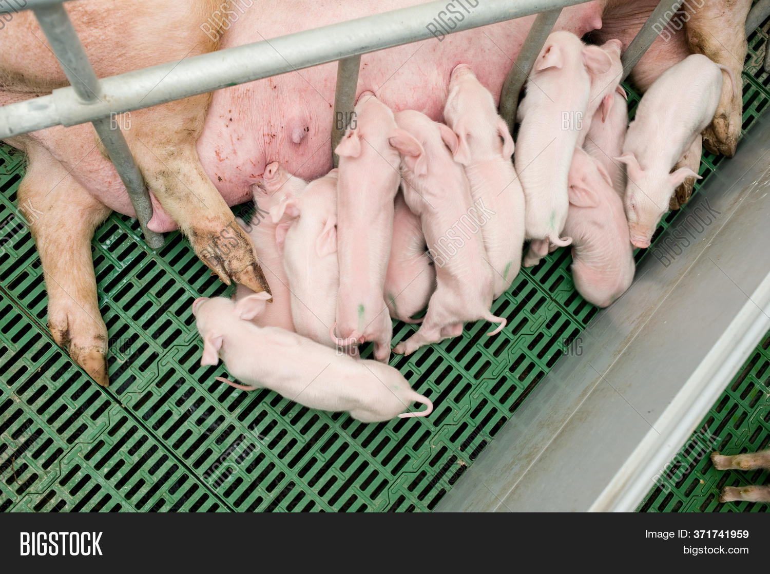 Pig Farming Raising Image & Photo (Free Trial) | Bigstock