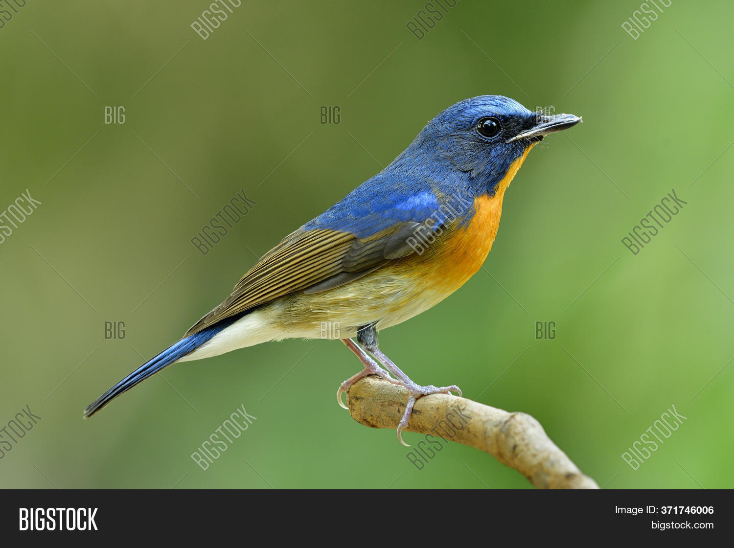 Chinese Blue Image & Photo (Free Trial) | Bigstock