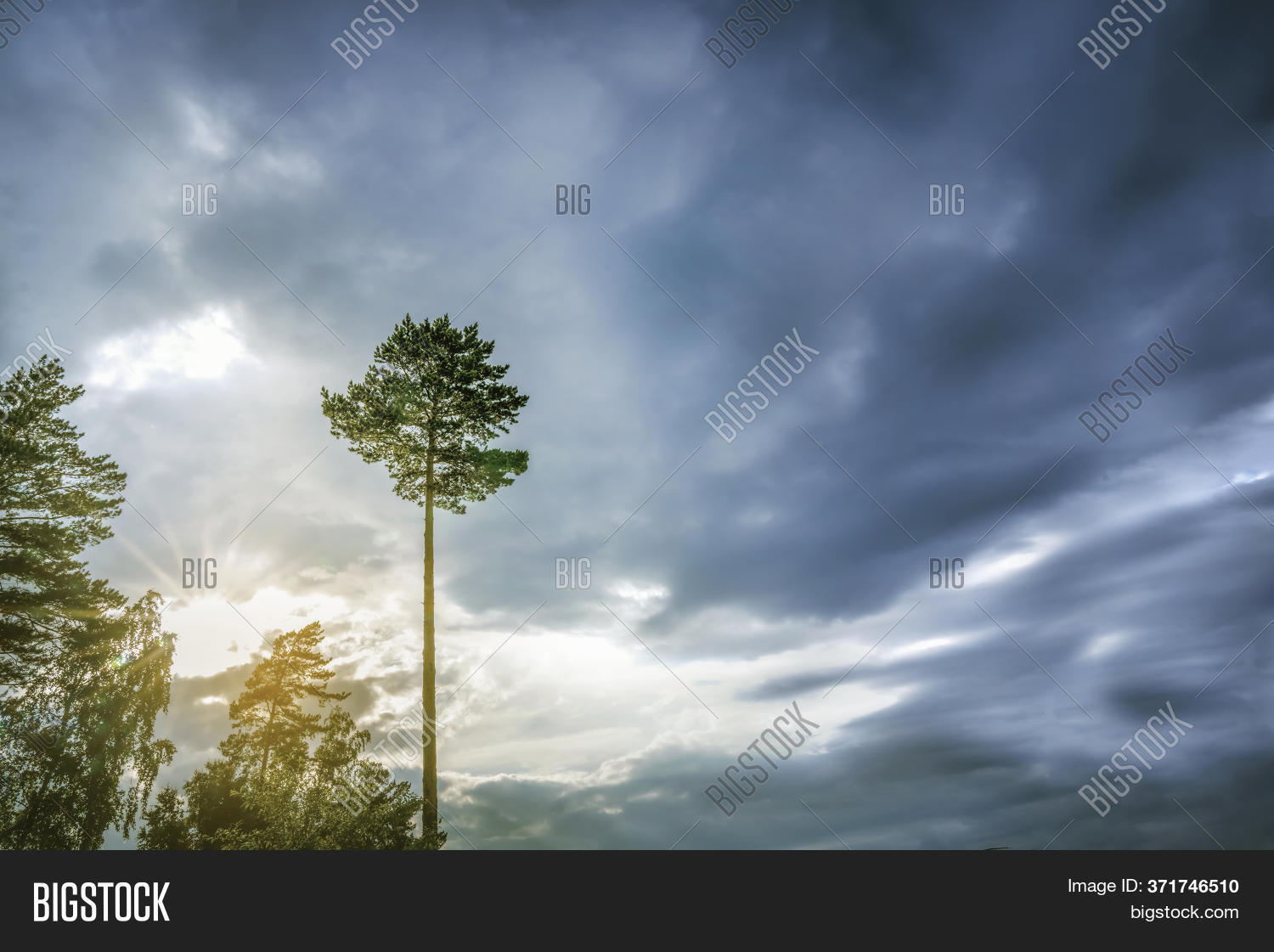 Lone Tree Against Dark Image & Photo (Free Trial) | Bigstock
