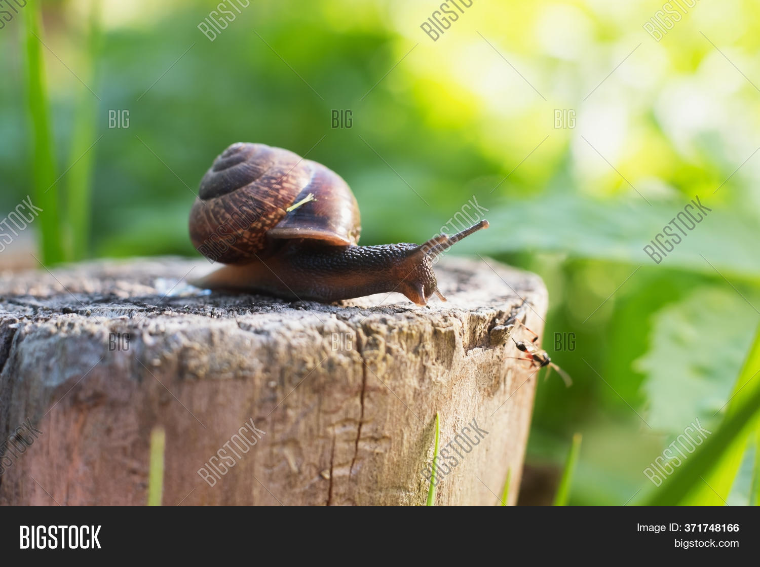 Small Snail On Stump Image & Photo (Free Trial) | Bigstock