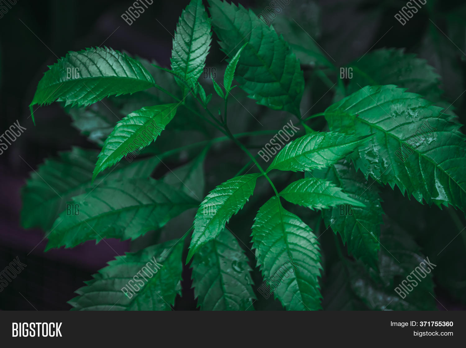 Top View Young Leaves Image & Photo (Free Trial) | Bigstock