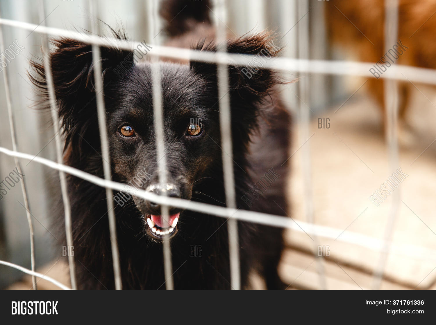 Dog Unknown Breed Image & Photo (Free Trial) | Bigstock
