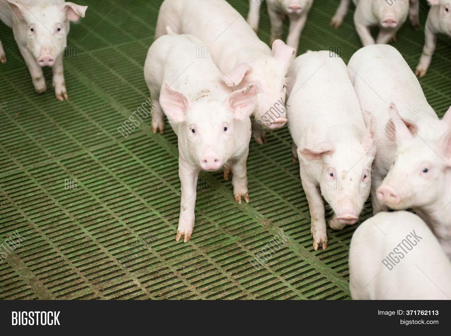 Pig Factory Farming Image & Photo (Free Trial) | Bigstock