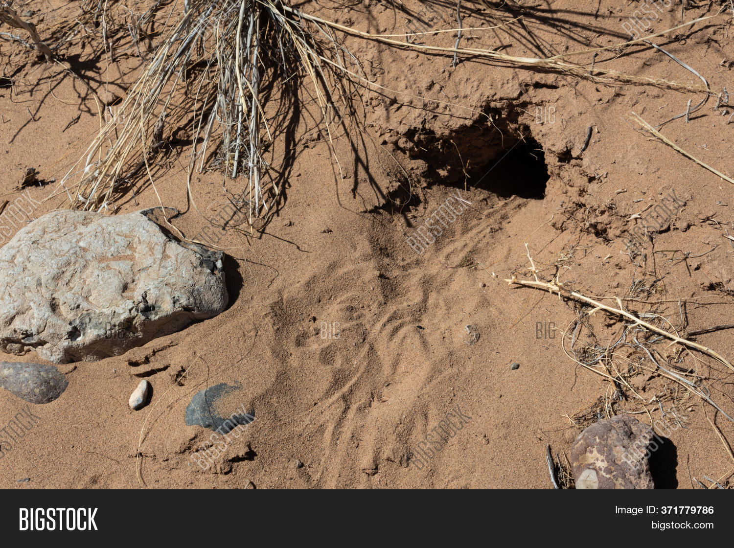 Rabbit Burrow Desert Image & Photo (Free Trial) | Bigstock