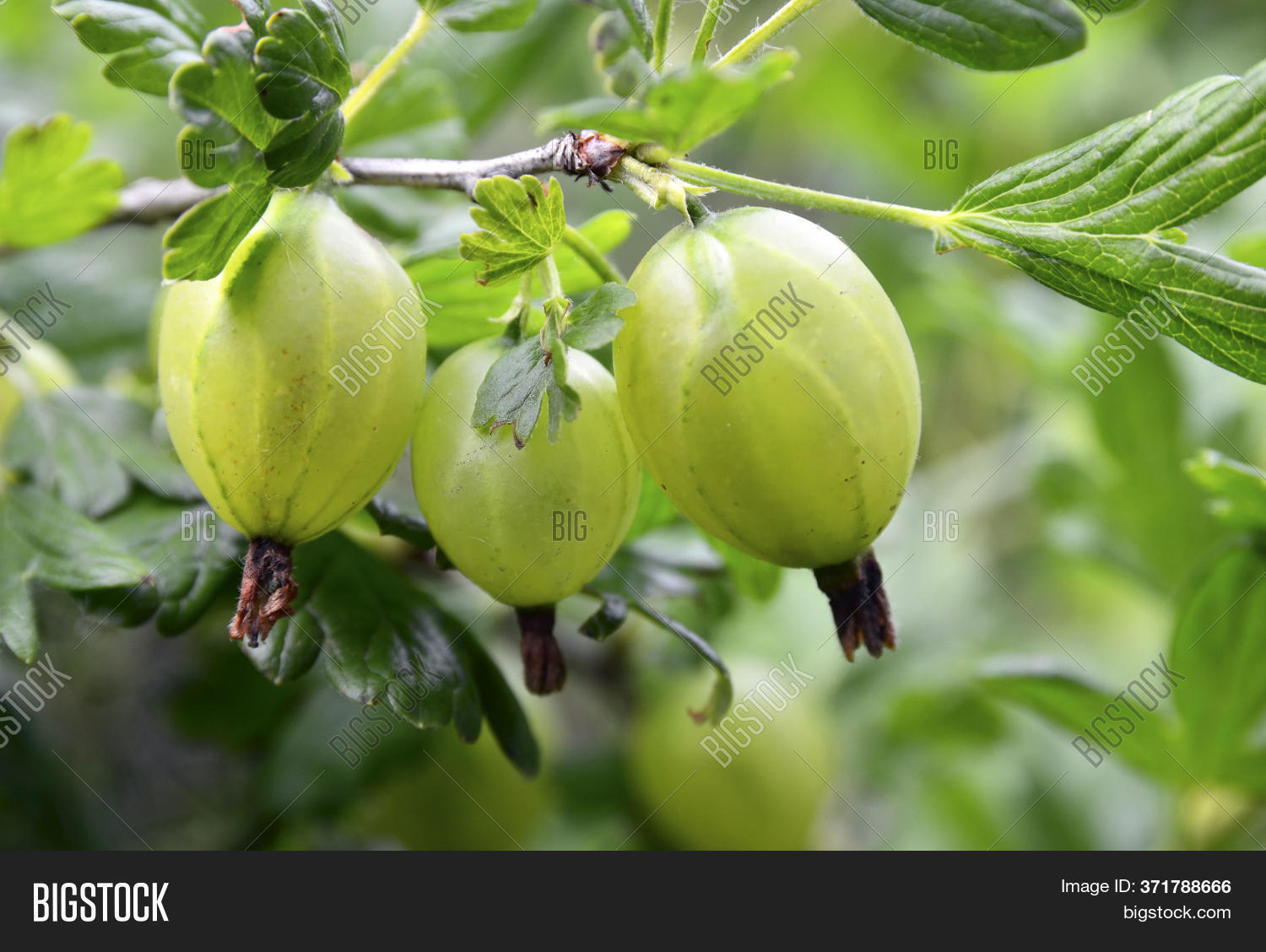 Fresh Organic Green Image & Photo (Free Trial) | Bigstock