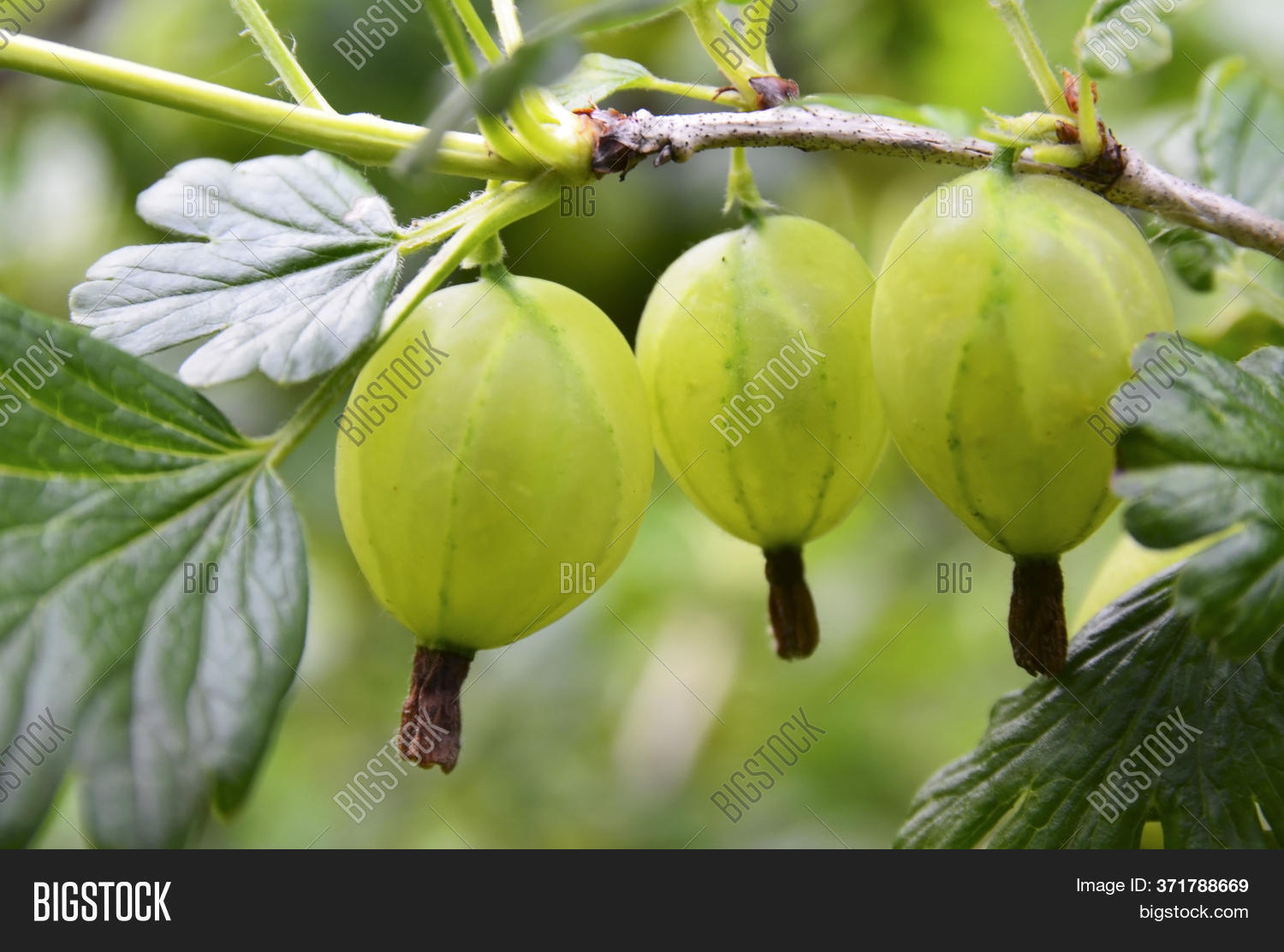 Fresh Organic Green Image & Photo (Free Trial) | Bigstock