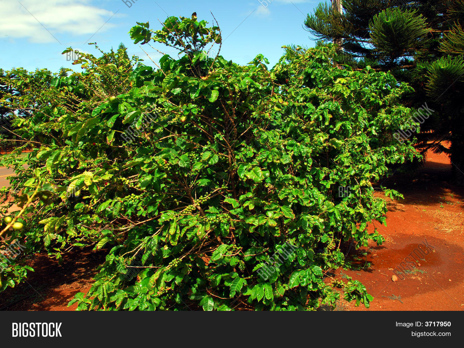 Coffee Bean Trees Image & Photo (Free Trial) | Bigstock