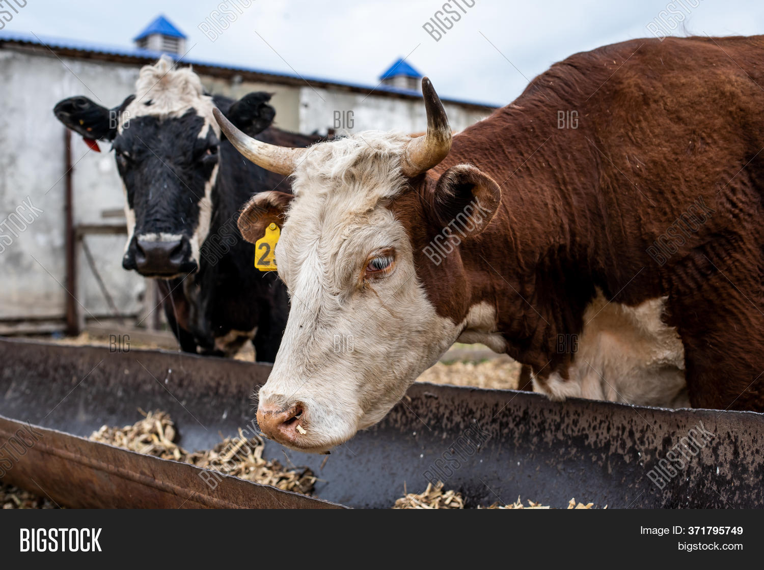 Cows On Farm Stall. Image & Photo (Free Trial) | Bigstock