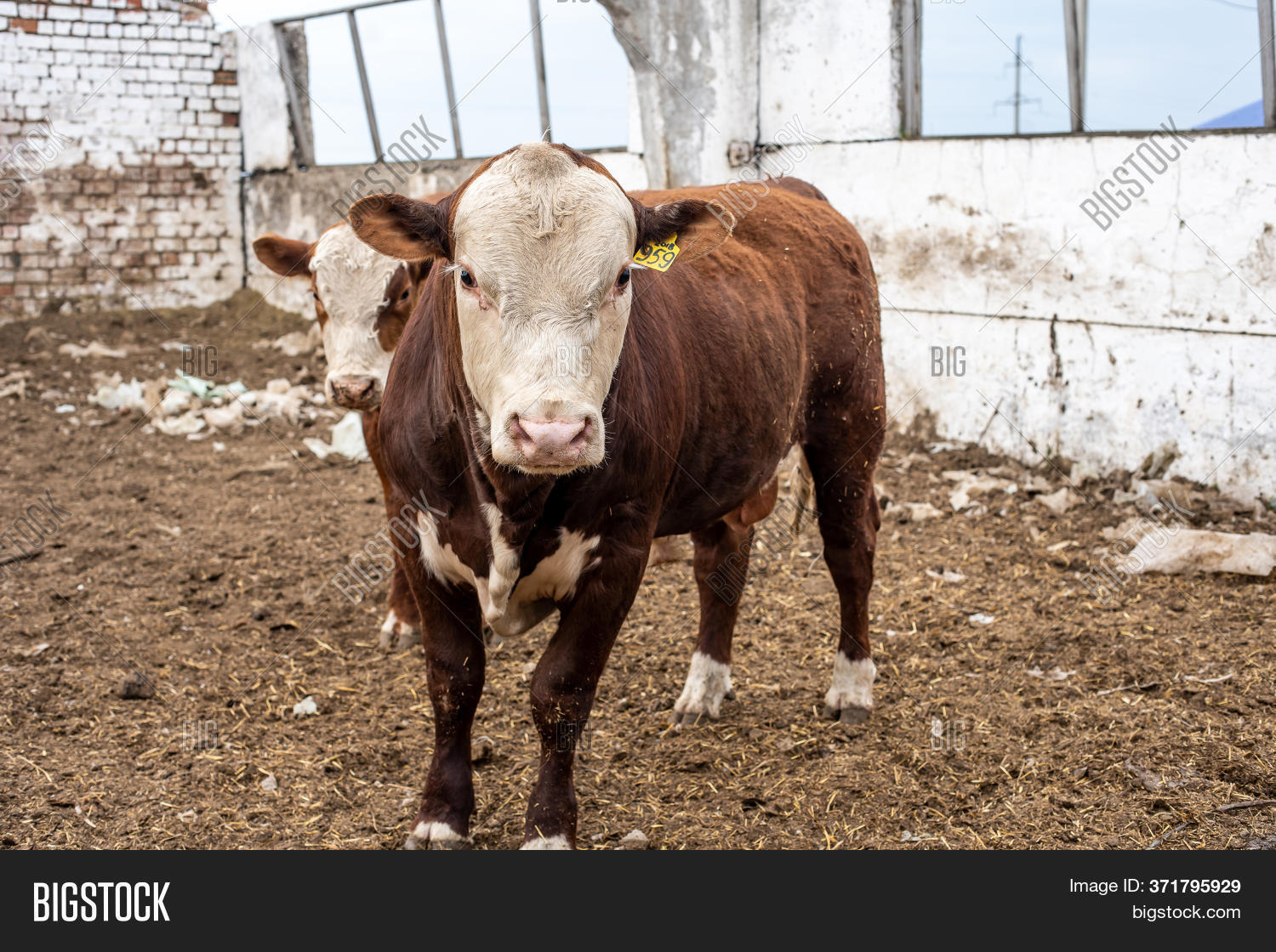 Cows On Farm Stall. Image & Photo (Free Trial) | Bigstock
