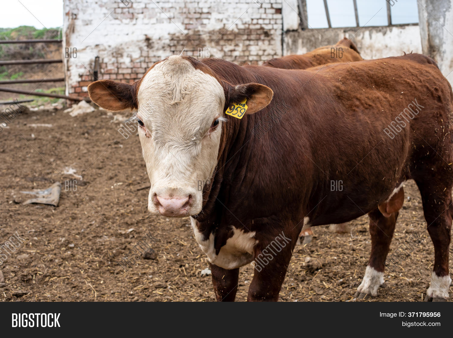 Cows On Farm Stall. Image & Photo (Free Trial) | Bigstock