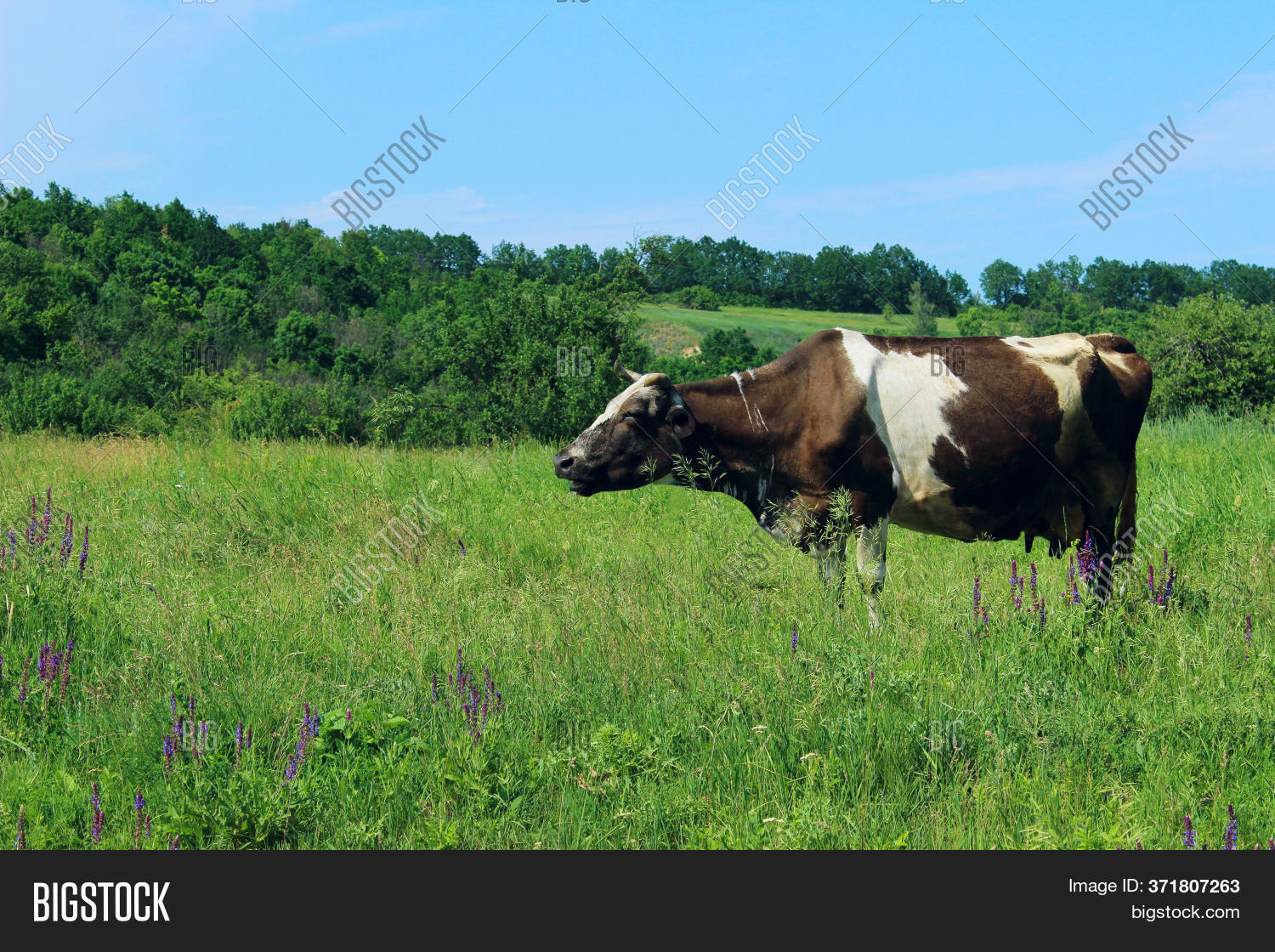 Cow Standing Farm Image & Photo (Free Trial) | Bigstock