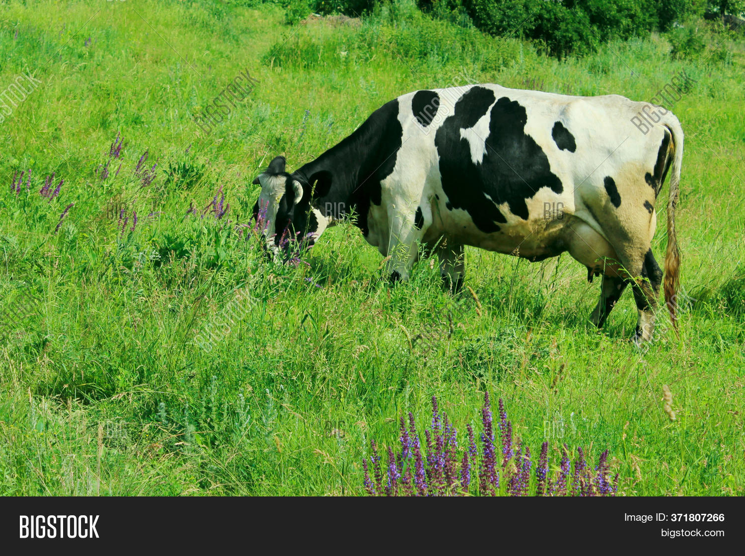 Cow Standing Farm Image & Photo (Free Trial) | Bigstock