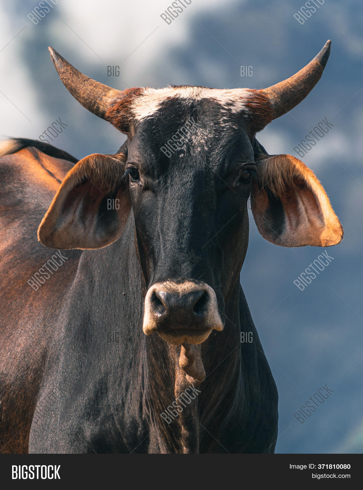 Portrait Bull Looking Image & Photo (Free Trial) | Bigstock