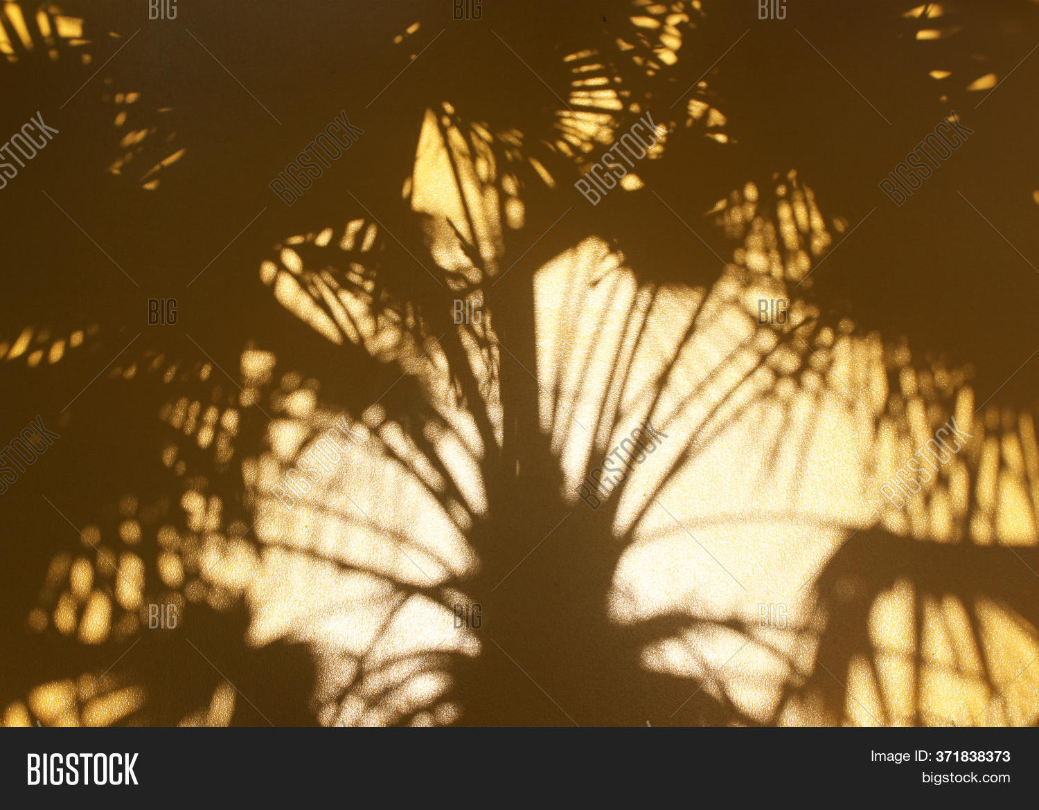Tropical Nature Shadow Image & Photo (Free Trial) | Bigstock