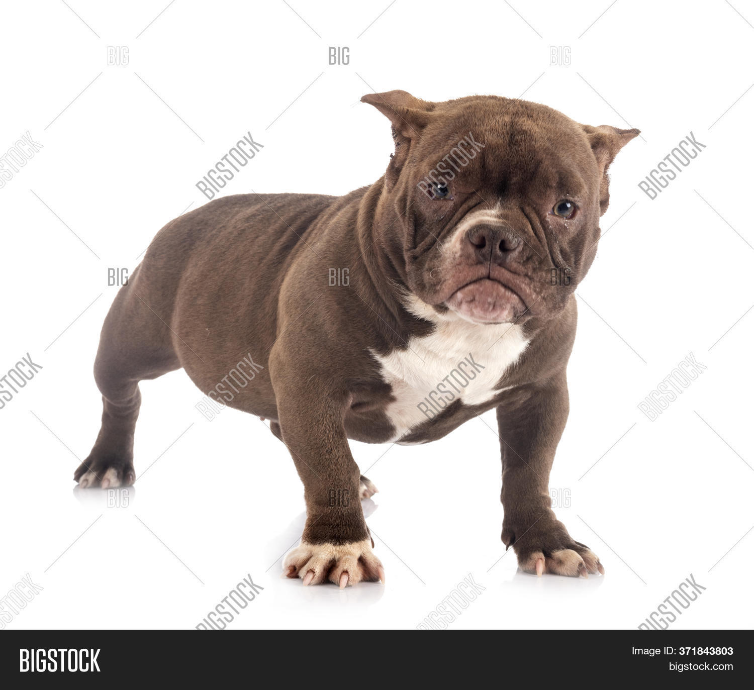 American Bully Front Image & Photo (Free Trial) | Bigstock