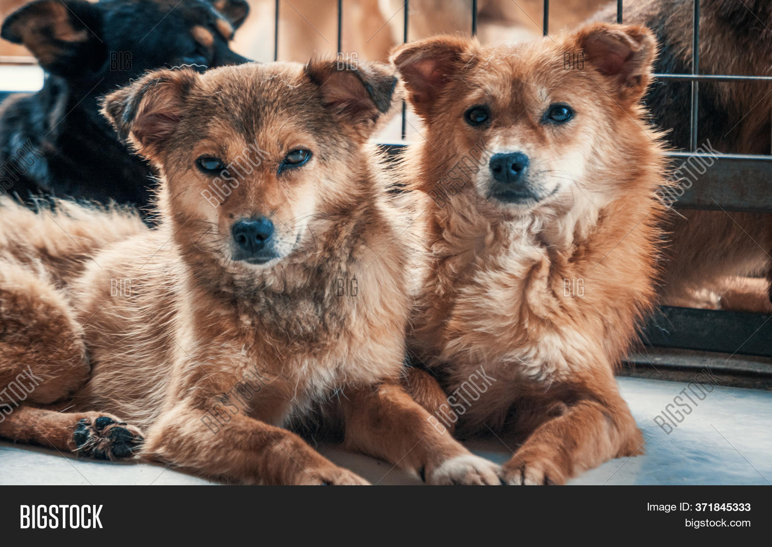 Unwanted Homeless Dogs Image & Photo (Free Trial) | Bigstock