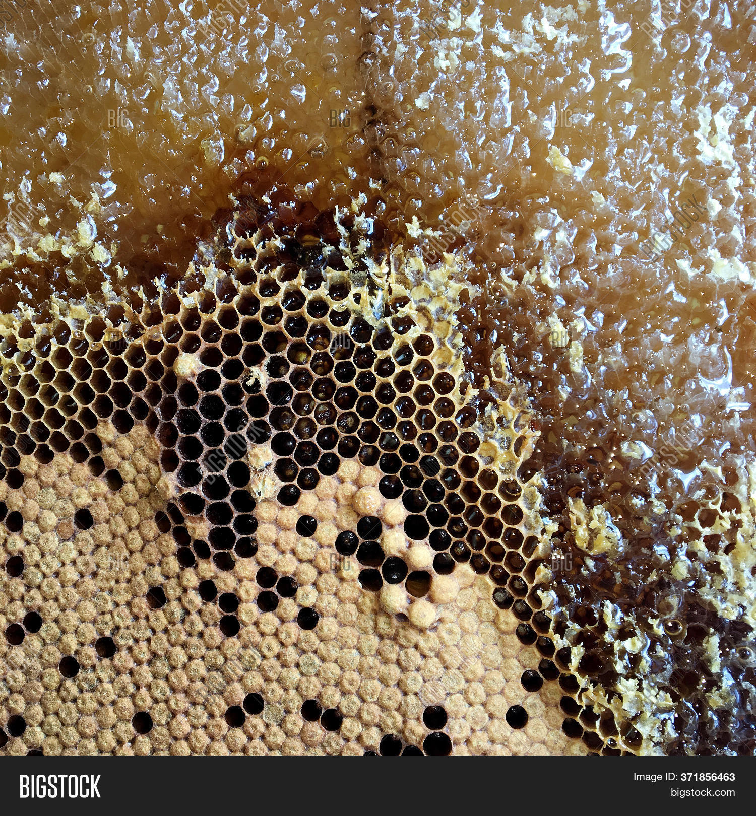 Drop Bee Honey Drip Image & Photo (Free Trial) | Bigstock