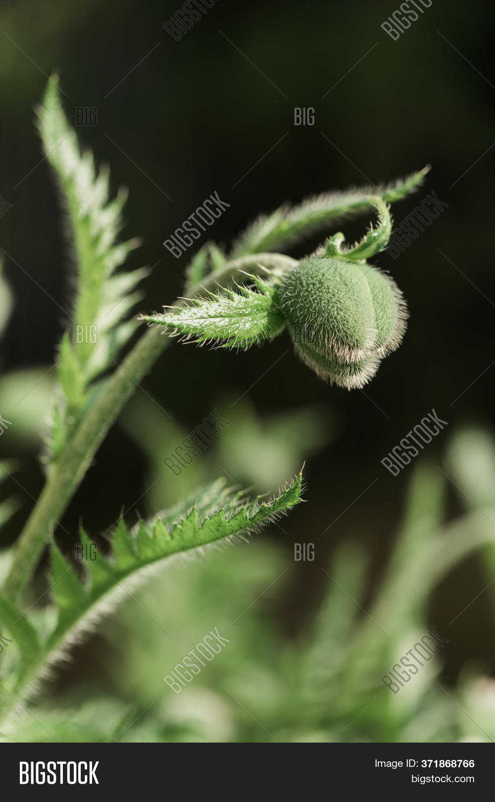 Green Poppy On Dark Image & Photo (Free Trial) | Bigstock