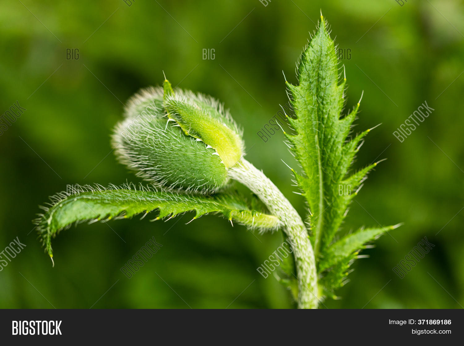 Green Poppy On Green Image & Photo (Free Trial) | Bigstock
