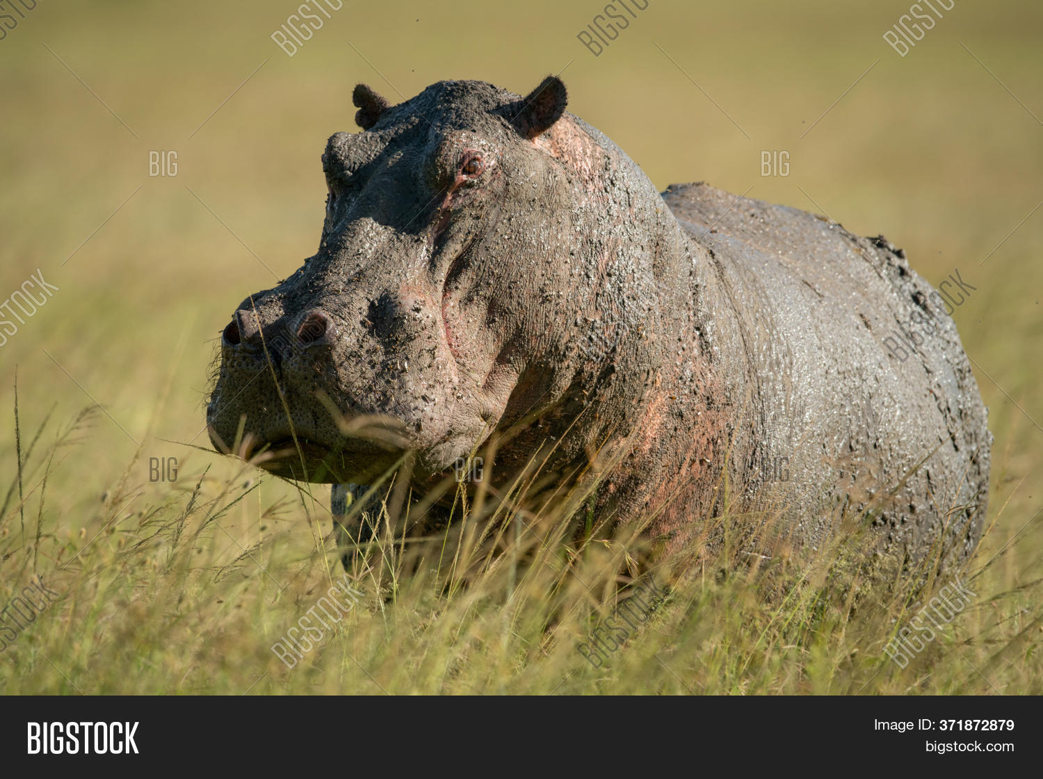 Hippo Stands Eyeing Image & Photo (Free Trial) | Bigstock