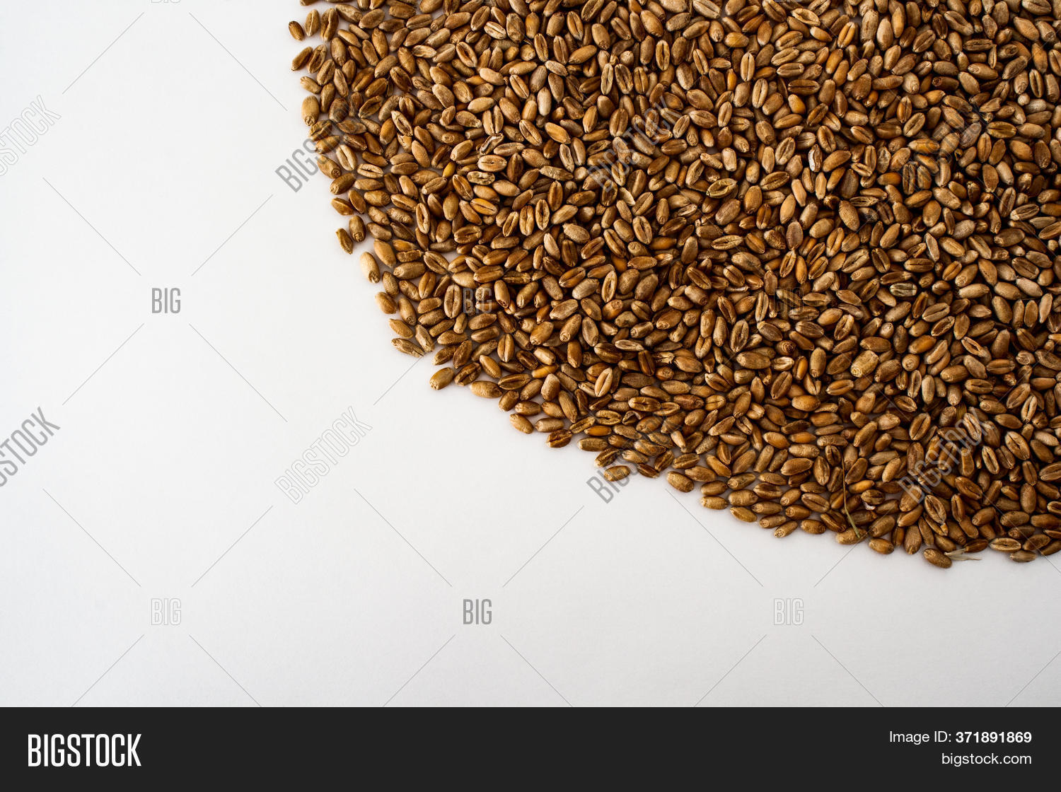 Wheat Grains On White Image & Photo (Free Trial) | Bigstock