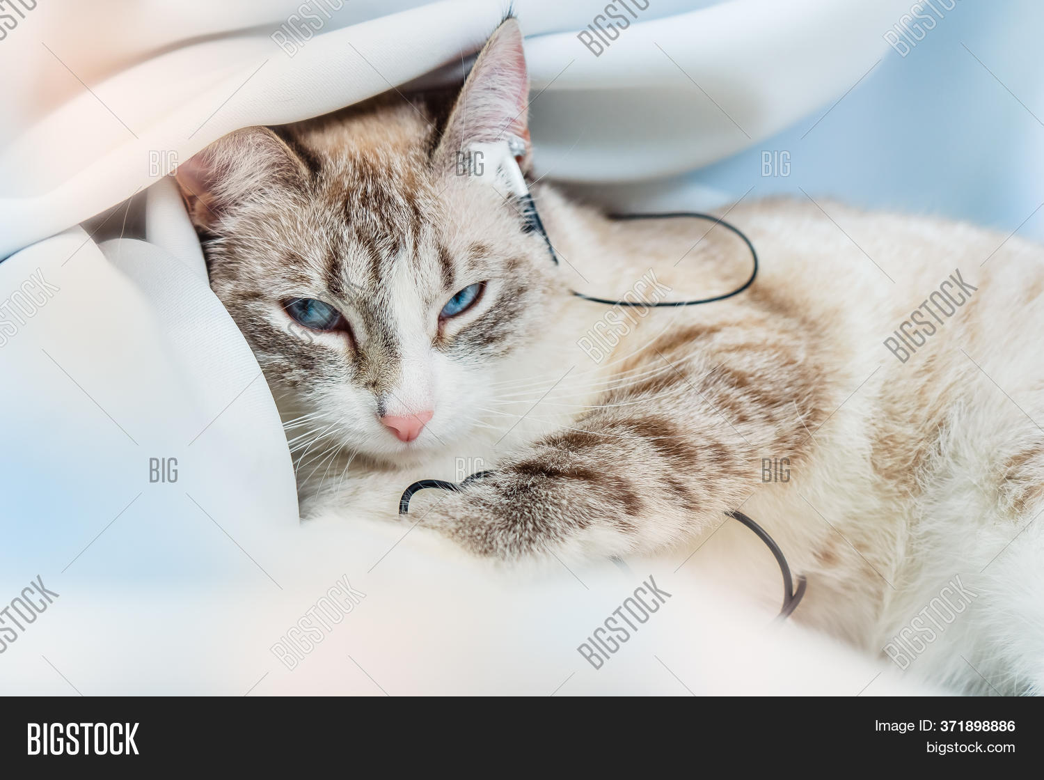 Cat Wrapped Wires Image & Photo (Free Trial) | Bigstock