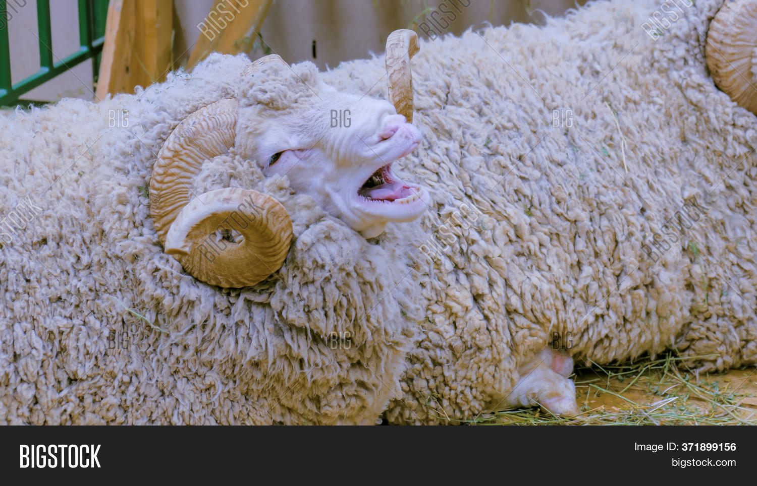 Portrait Cute Funny Image & Photo (Free Trial) | Bigstock