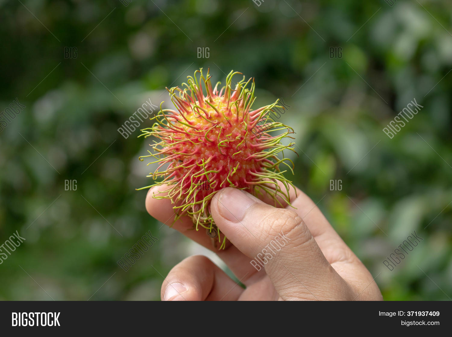 Red Rambutan. Rambutan Image & Photo (Free Trial) | Bigstock