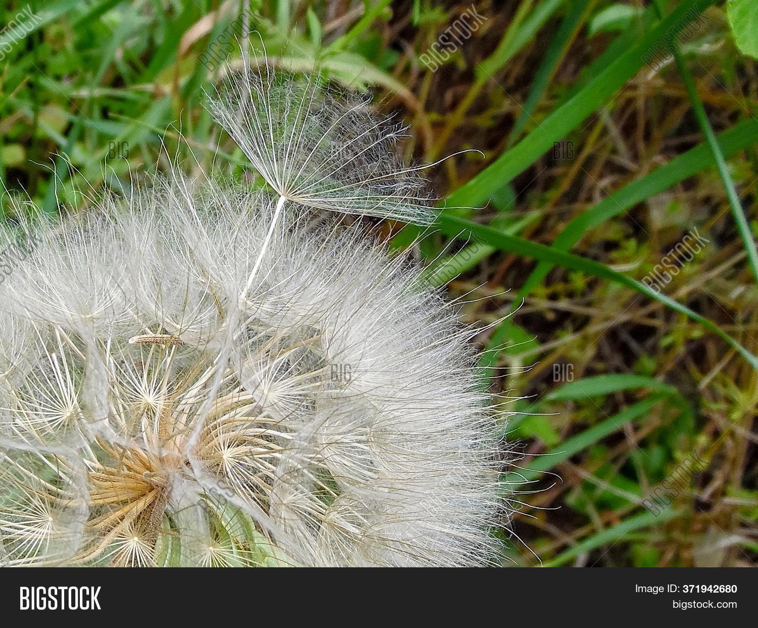 Are Dandelions Poisonous To Goats at Steven Trinkle blog
