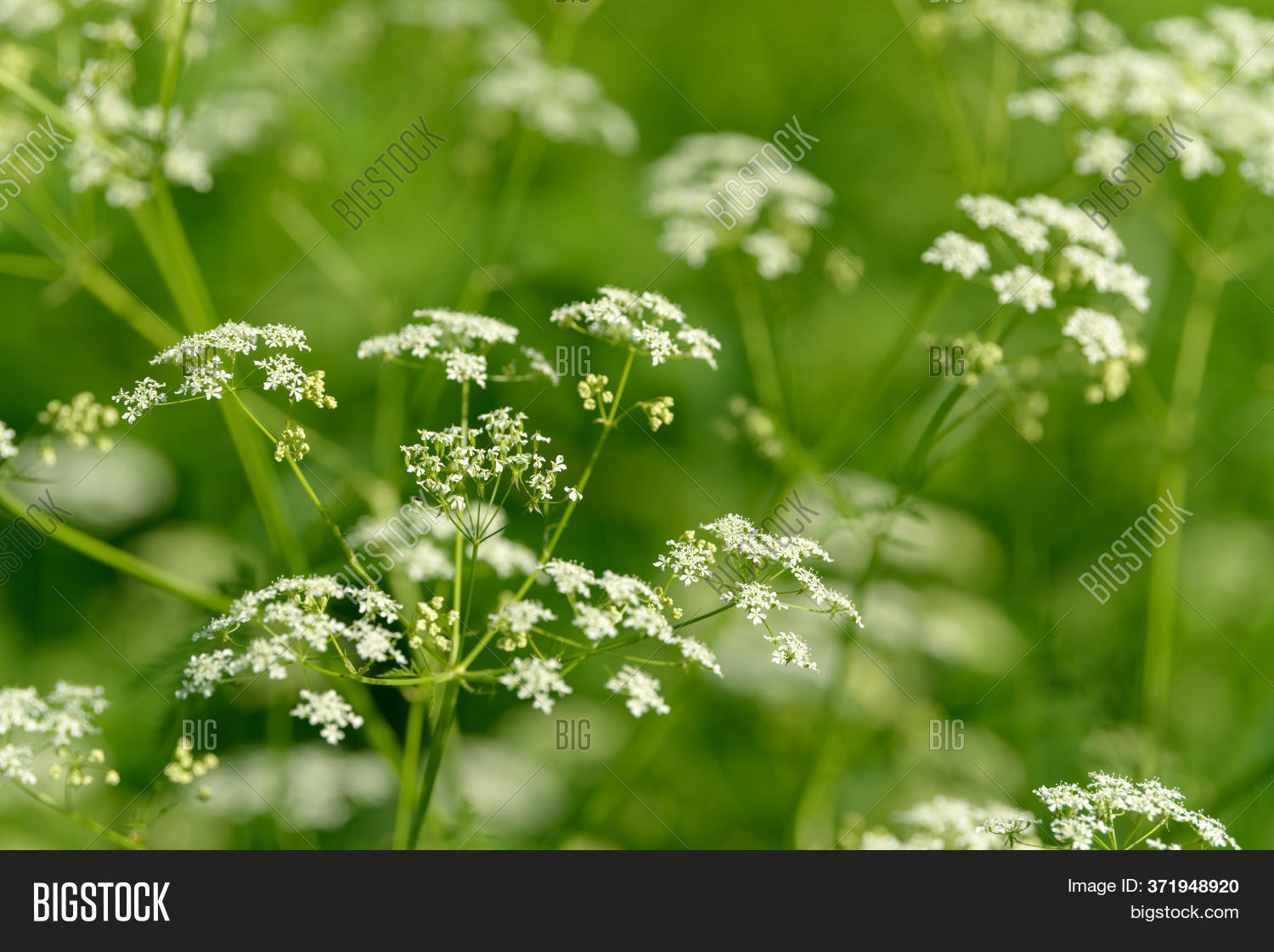 Anise Flower Field. Image & Photo (Free Trial) | Bigstock
