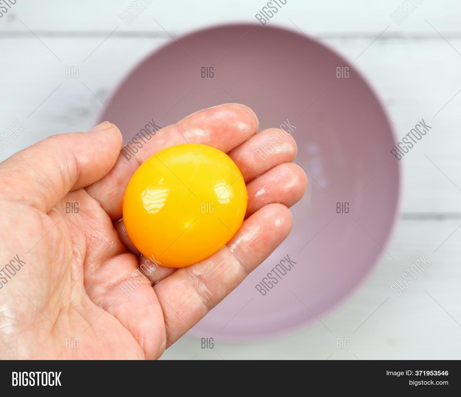 Egg Yolk Separated Image & Photo (Free Trial) | Bigstock