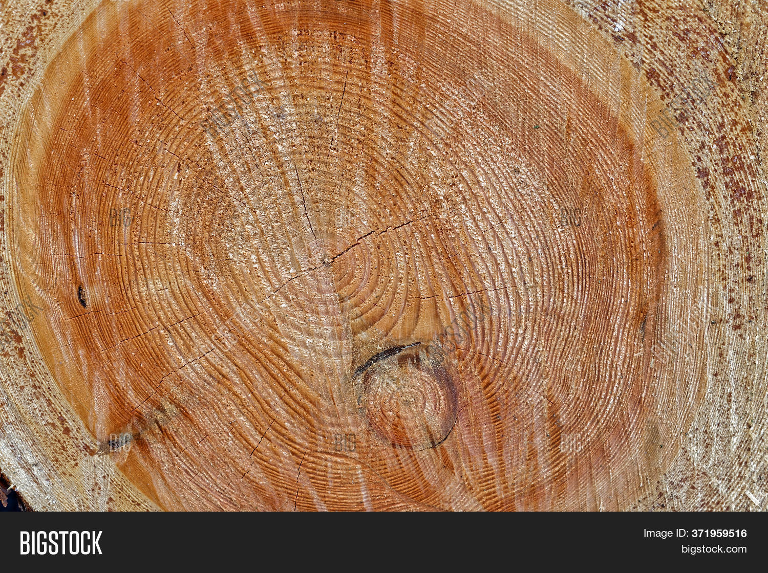 Cross Section Large Image & Photo (Free Trial) | Bigstock