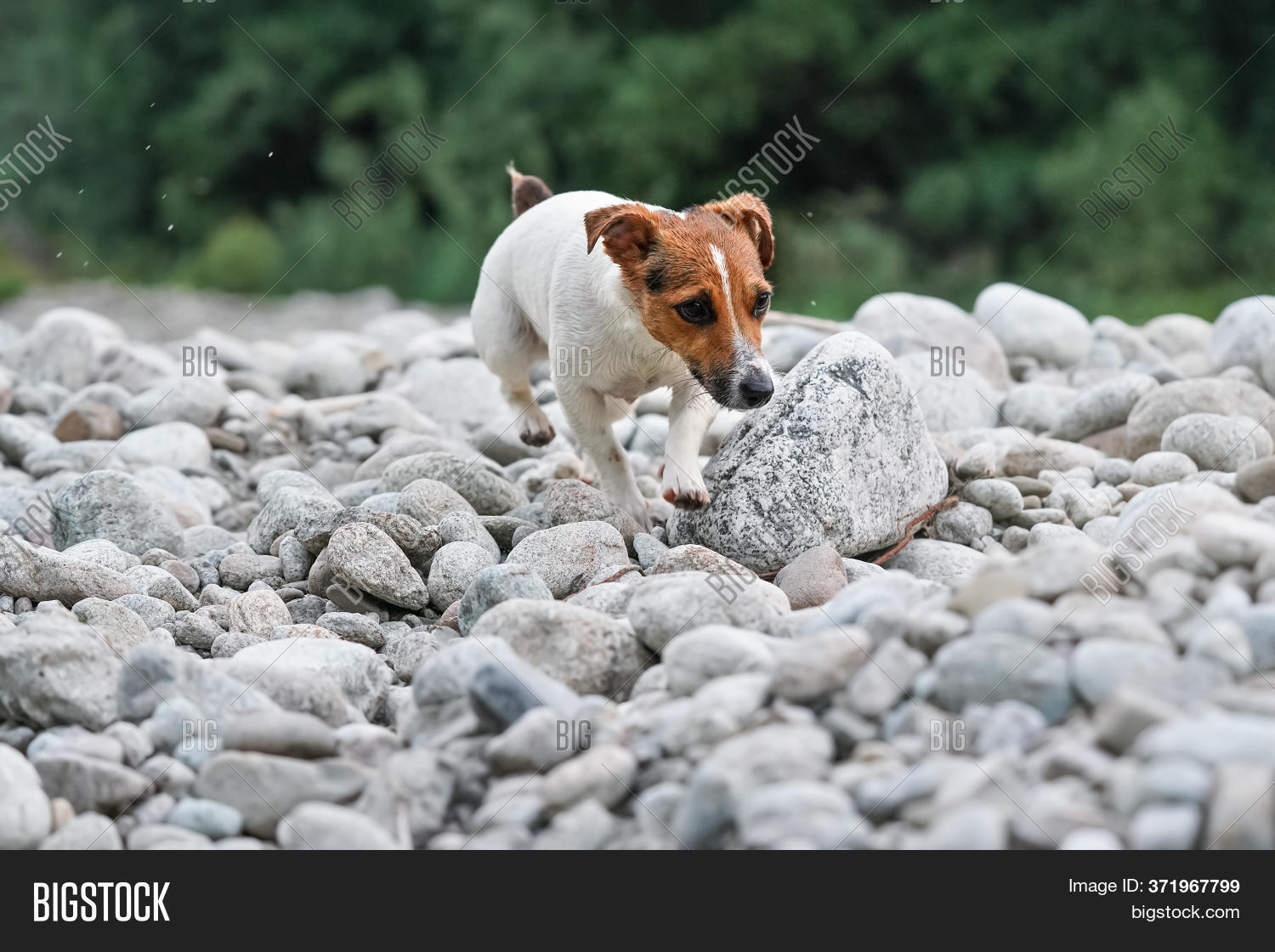 Miniature Jack Russell Terrier