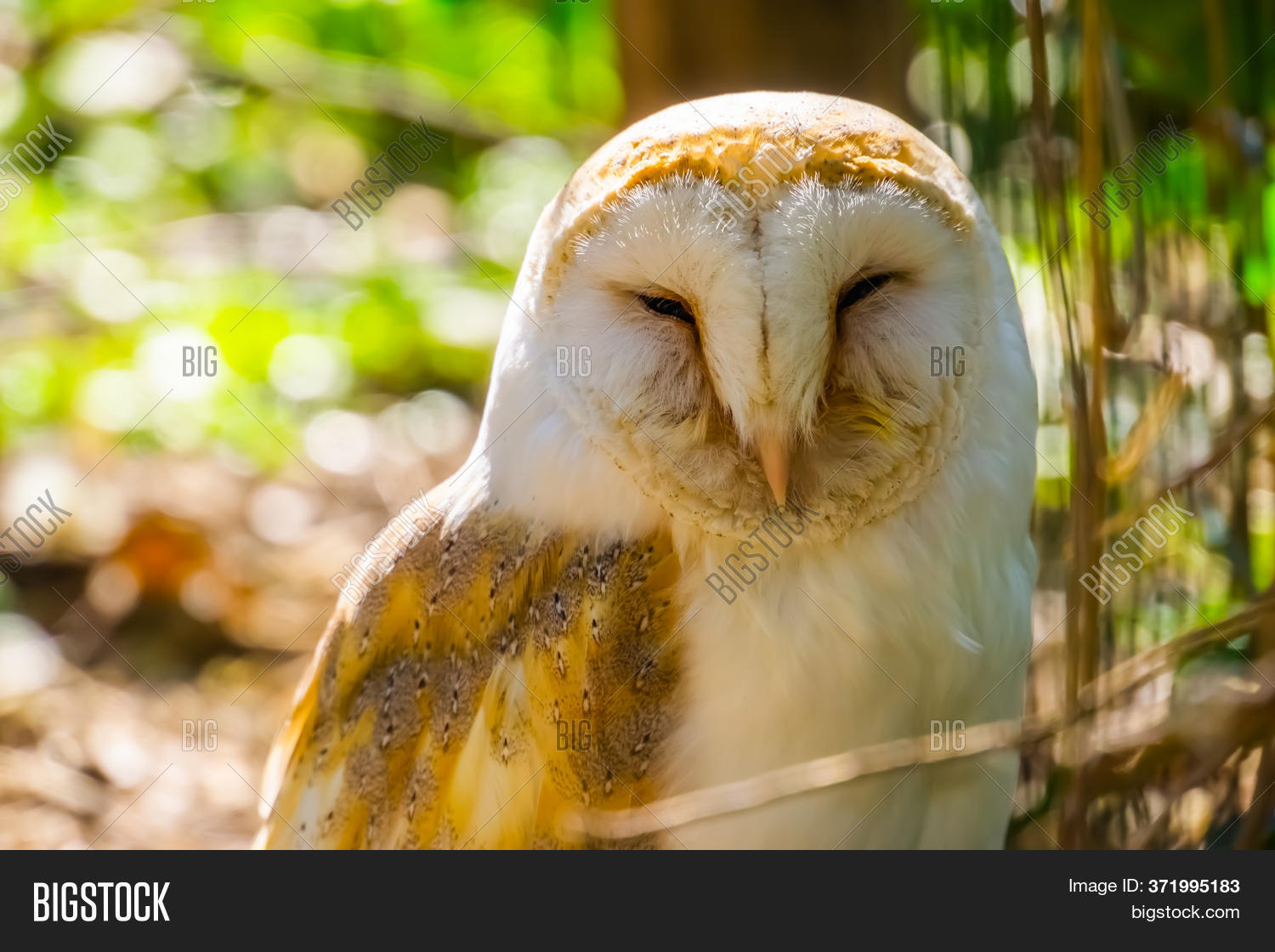 Face Common Barn Owl Image & Photo (Free Trial) | Bigstock