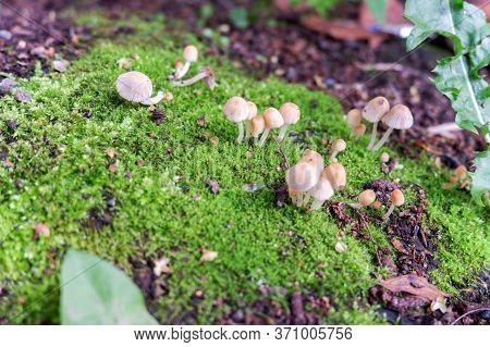 Close Dung Mushrooms Image & Photo (Free Trial) | Bigstock