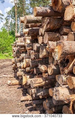 Freshly Cut Tree Wooden Logs Piled Up On The Ground. Deforestation ...