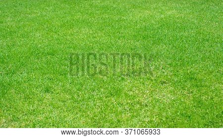 Green Lawn Pattern Image & Photo (Free Trial) | Bigstock
