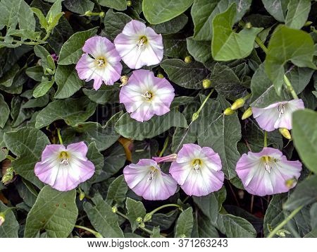 Bindweed Flowers, Image & Photo (Free Trial) | Bigstock