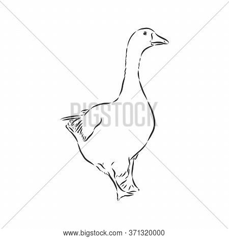 Hand Drawn Goose Vector & Photo (Free Trial) | Bigstock
