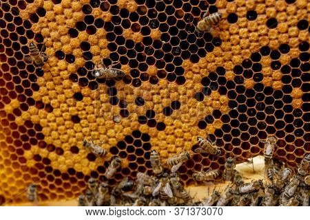 Apiculture Beekeeping Image & Photo (Free Trial) | Bigstock