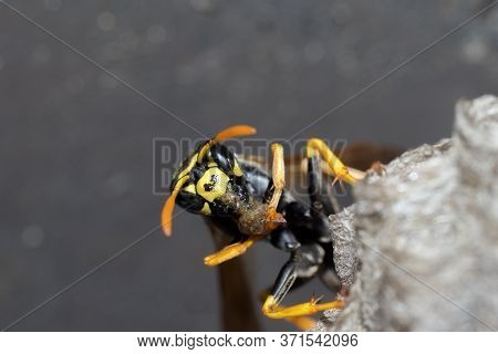 Young Paper Wasp Queen Image & Photo (Free Trial) | Bigstock