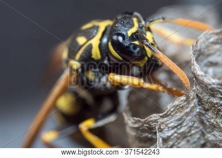 Young Paper Wasp Queen Image & Photo (Free Trial) | Bigstock
