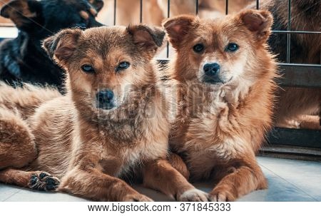 Unwanted And Homeless Dogs Of Different Breeds In Animal Shelter ...