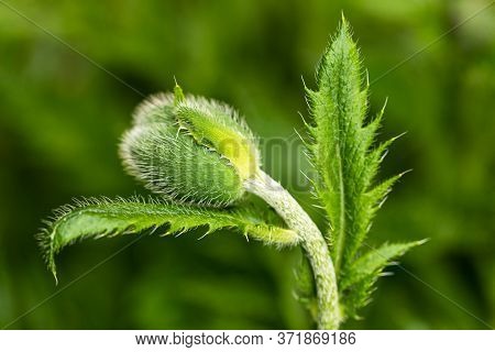 Green Poppy On Green Image & Photo (Free Trial) | Bigstock