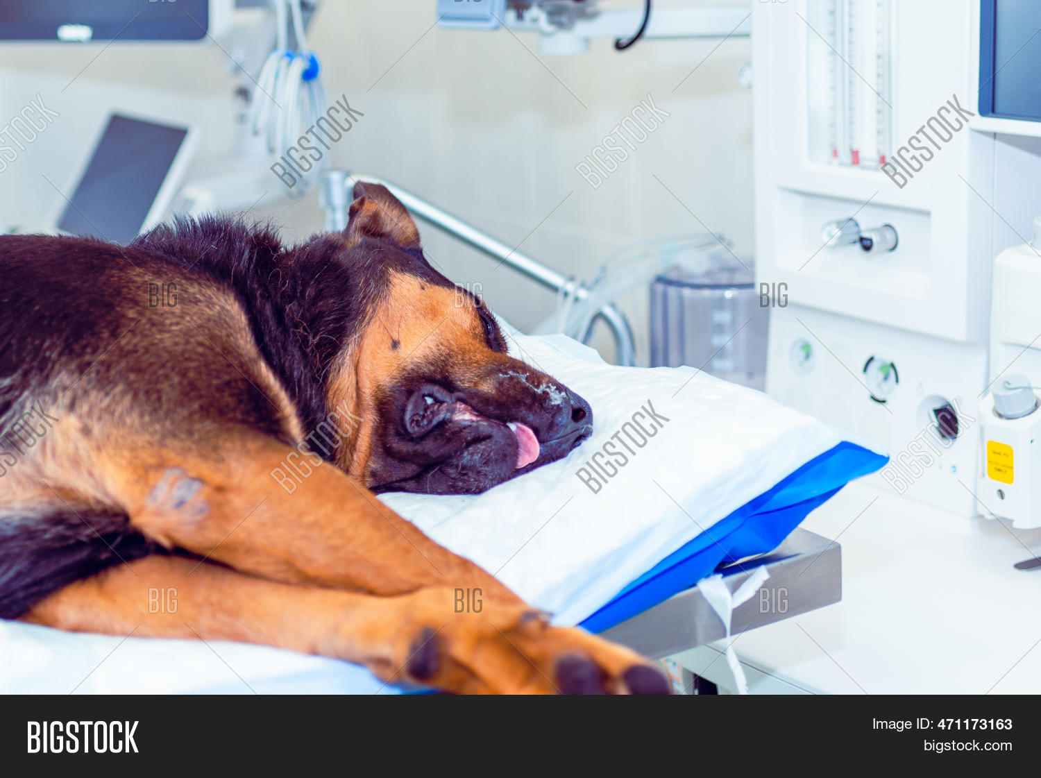 Dog Under Anesthesia Image & Photo (Free Trial) | Bigstock