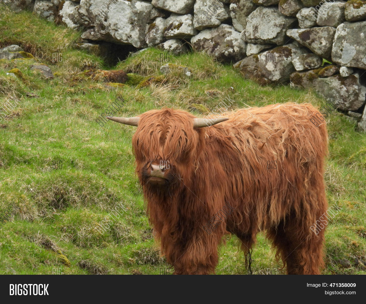 Shaggy Highland Cow Image & Photo (Free Trial) | Bigstock